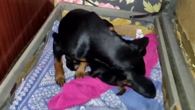 document_5303435856302854677