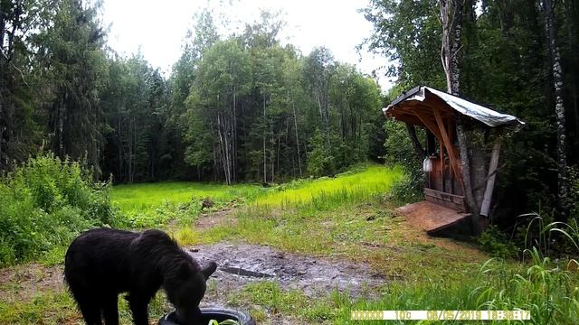 Медведь на кормушке. Выпуск № 34