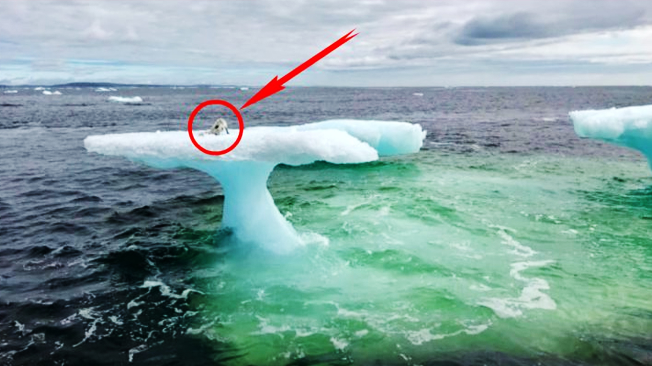 Дрожа всем телом, он сидел на тающей льдине… Ох и удивились рыбаки, узнав, кто нуждается в помощи!