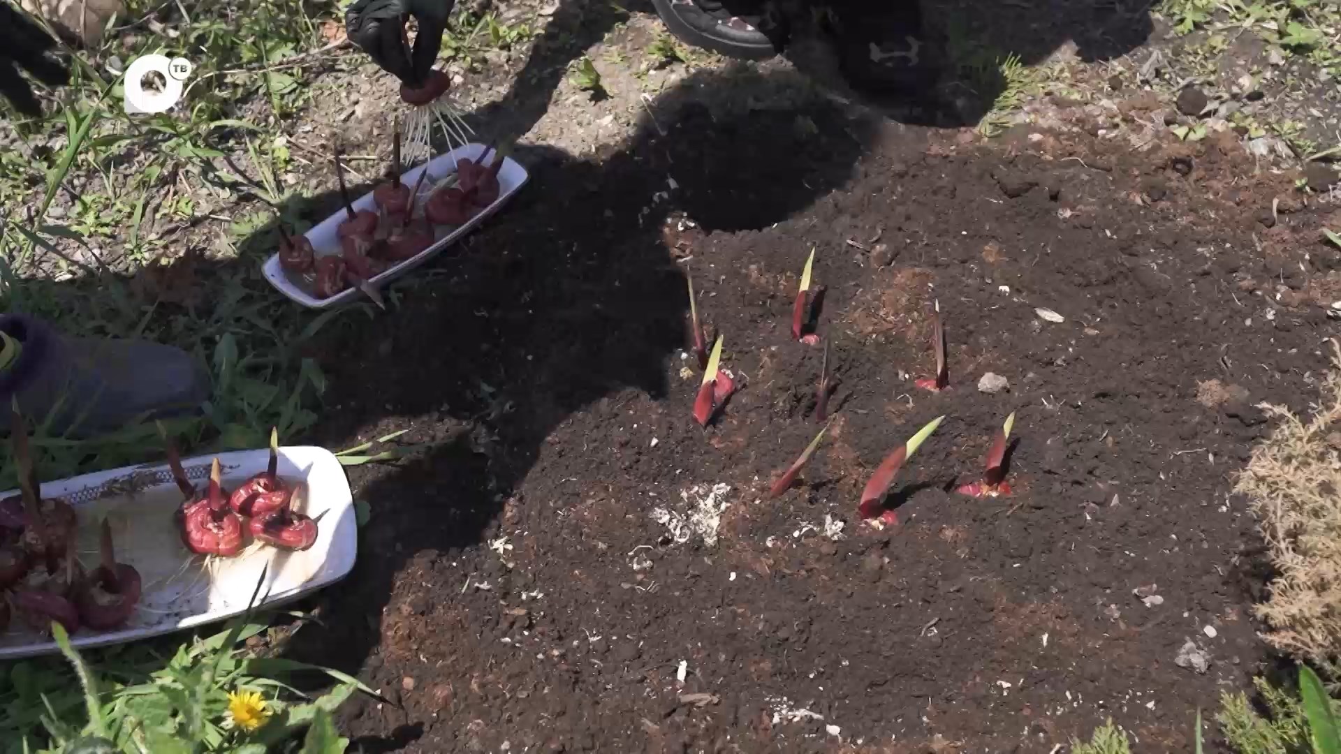 Дачный десант / Цветы, цветы / 26.05.24