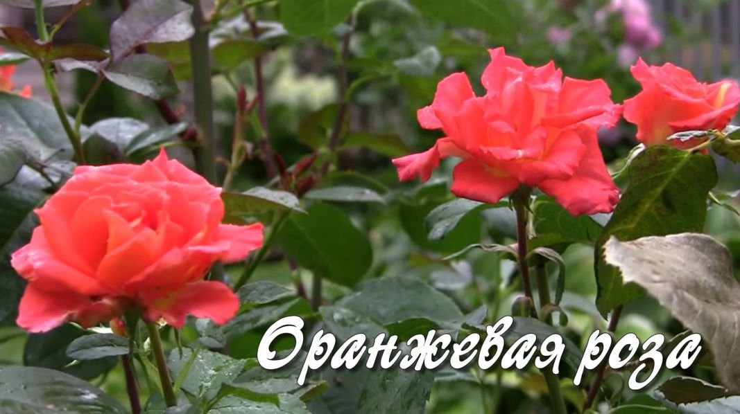 Оранжевая роза. Дачные картинки 2021.mp4