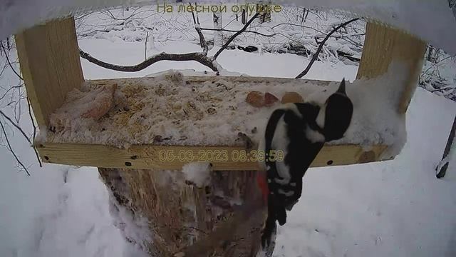 Хорошему танцору ничего не мешает