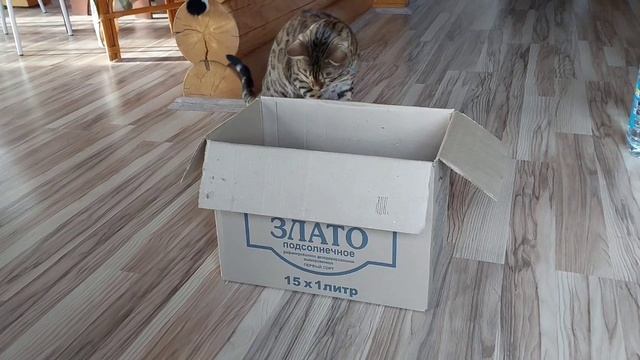 Коробка - лучшая игрушка