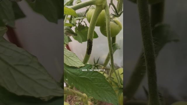 Зарождение фитофторы в теплице. Это растение удалять сразу.