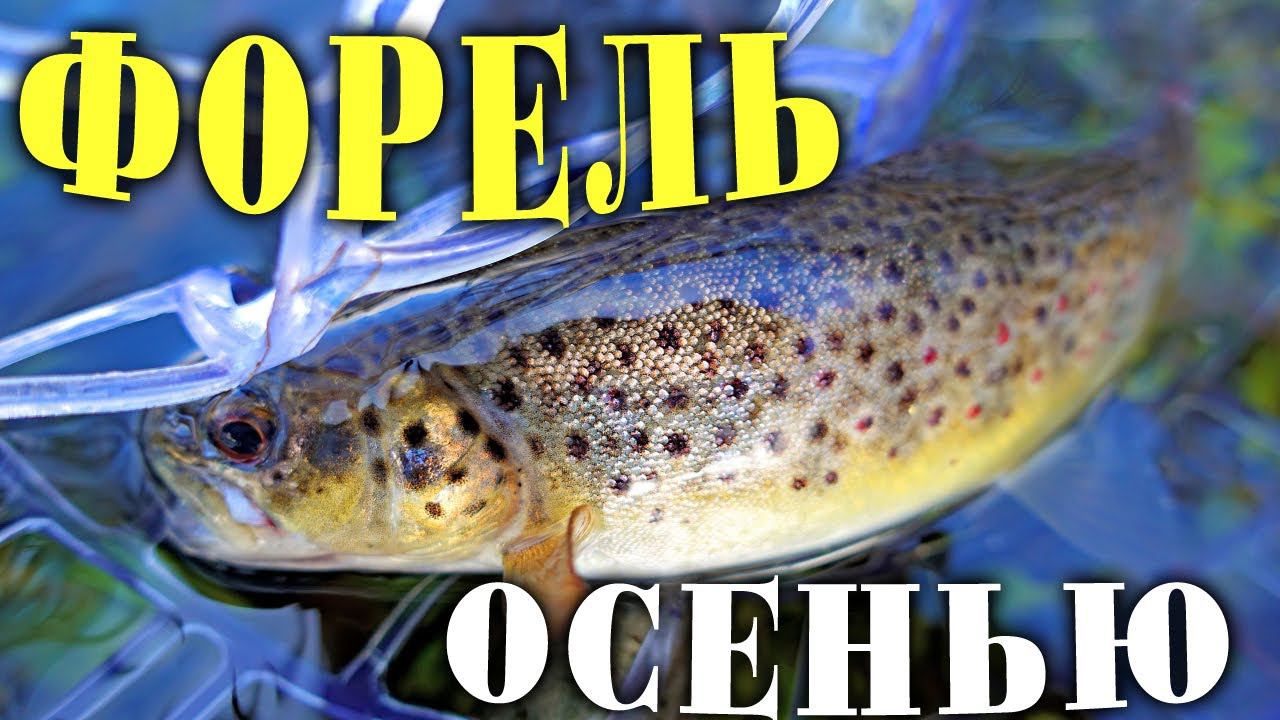 Форель осенью. Рыбалка в Ленинградской области. Ноябрь 2022.