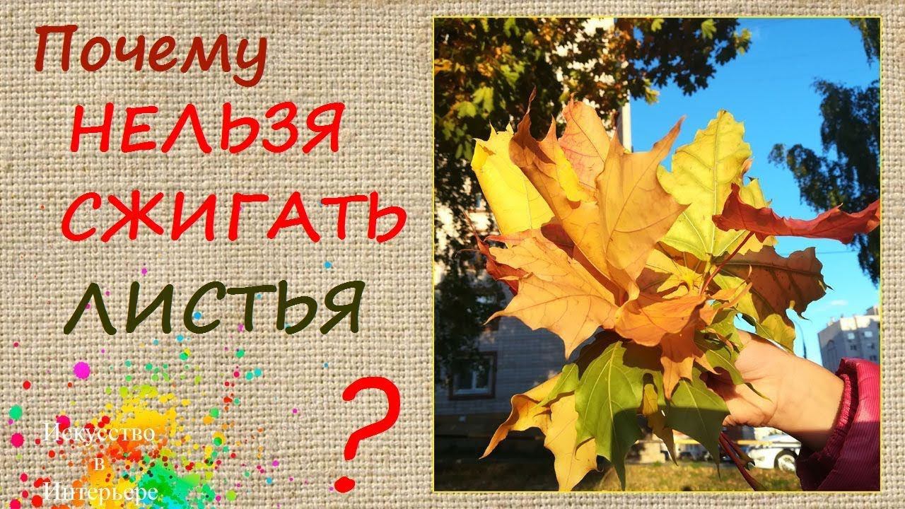 Почему нельзя сжигать осенние листья | Художник Наталья Боброва