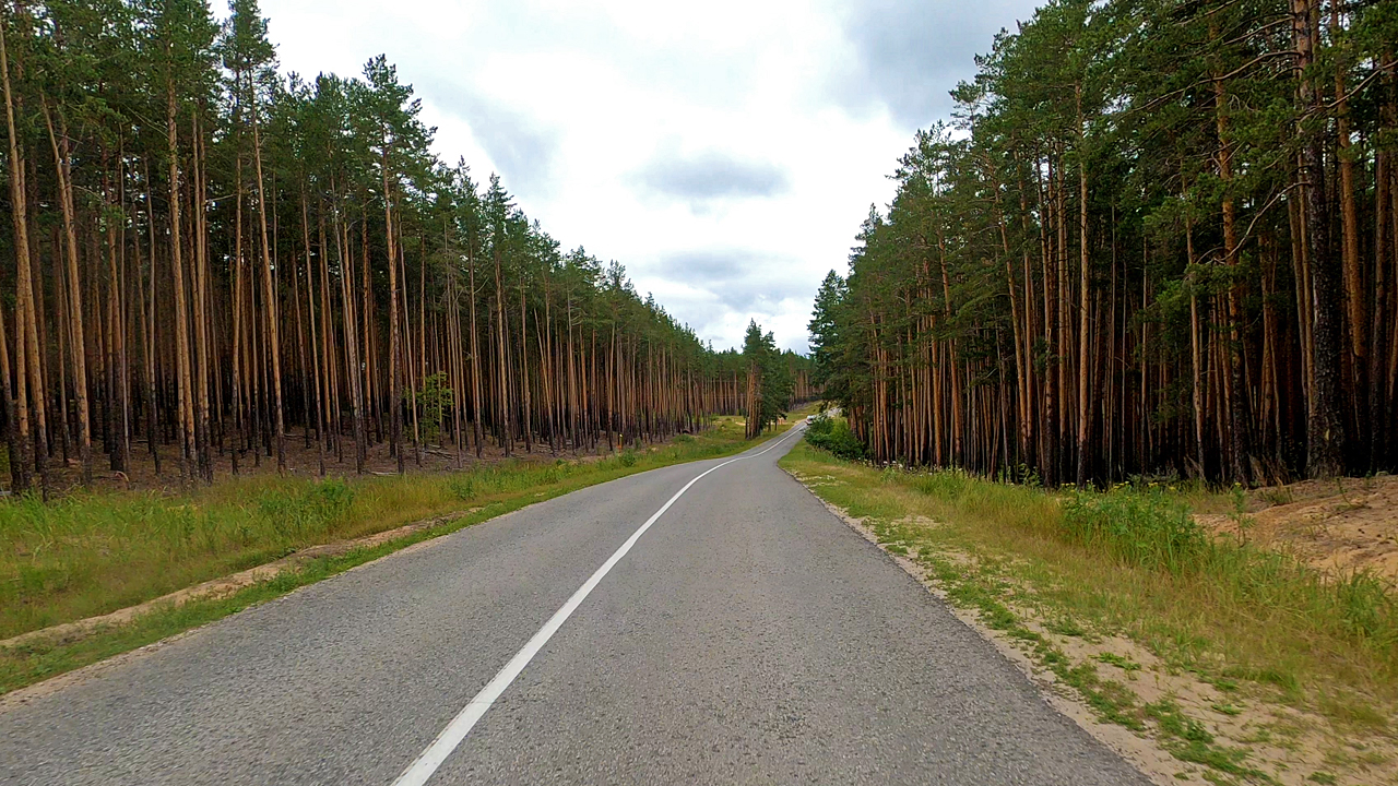 Красивая лесная дорога в Чувашии