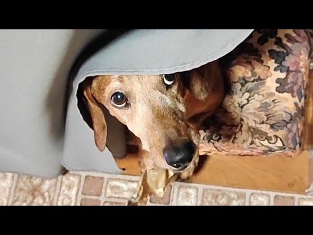 Тигридзе Тудасюдаходидзе. Таксик Радар играет в прятки и дразнилки