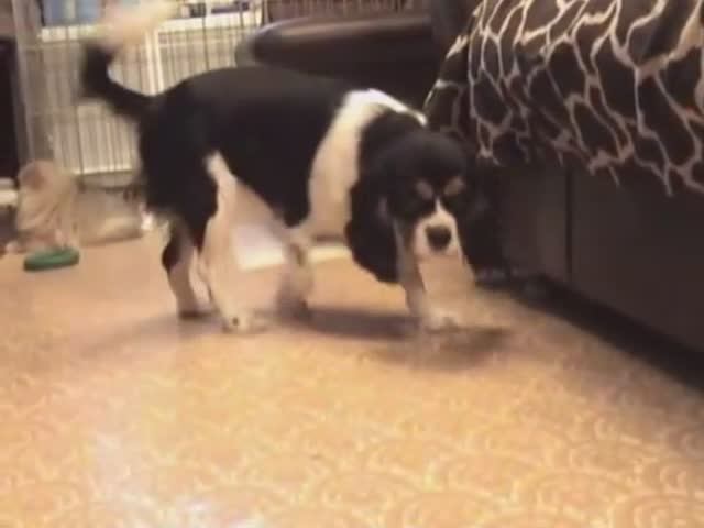 Пти брабансон от Pomeranium