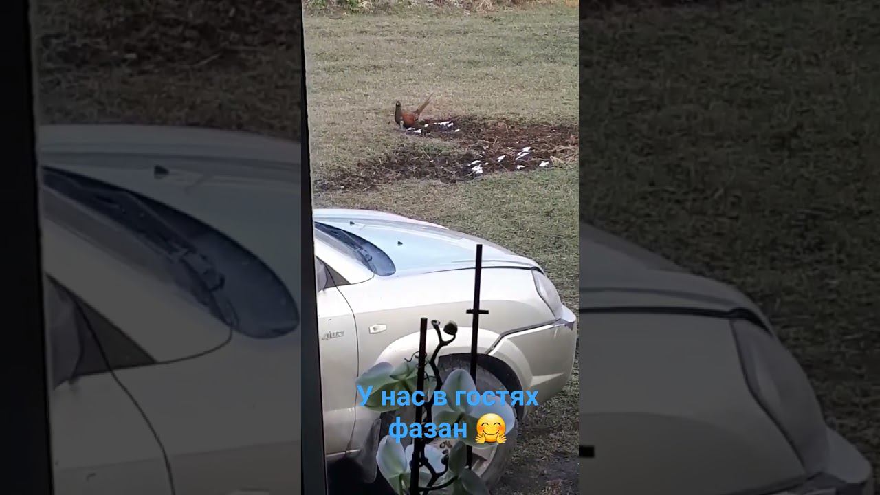 Фазан, как у себя дома 31 января 2024 г.