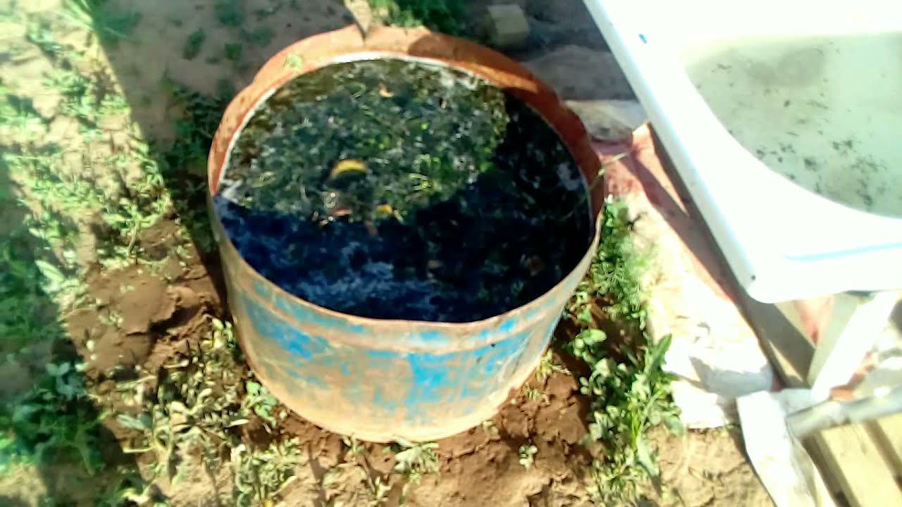 Любовь даёт плоды Кормим бананами Яблоня отомстила