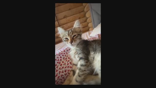 Котёнок по имени Гриф