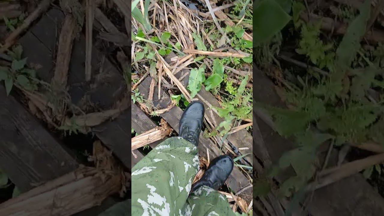 Превращение озера в болото. Гать из щитов и берез, сделанная рыбаками. Оз. Винное недалеко от Тюмени