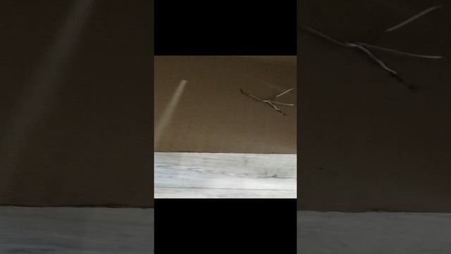 Обзор на аниматроника Bonny 2