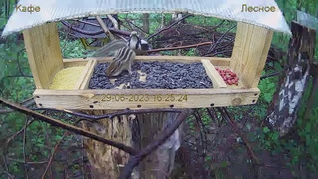 Бурундук VS Дятел