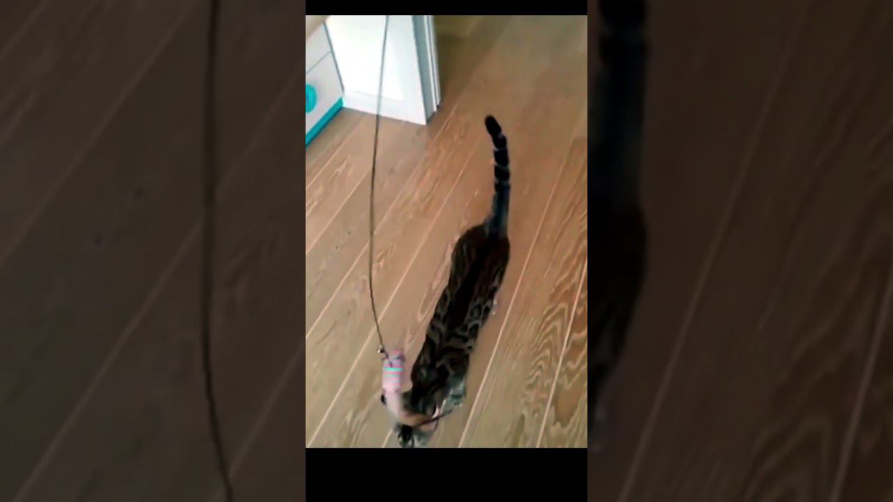 Кошкина охота #shorts #short #shortvideo #shortsvideo #кот #кошки #cat #cats #catlover #catvideos