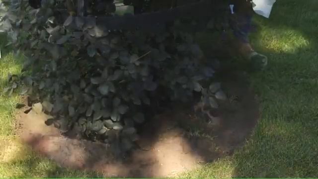 Приствольный круг из пластикового бордюра ГеоПластБорд 45мм, 58мм и 78мм.