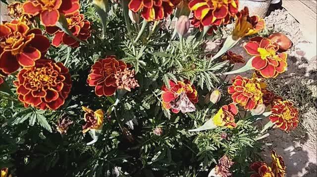 цветная осень