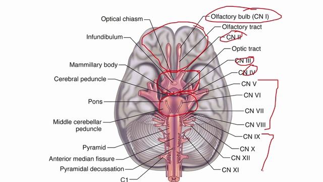 USMLE RX - 9.Неврология и спец.чувства - 1.Анат,физо - 5.Ствол Мозга—Вентральный вид