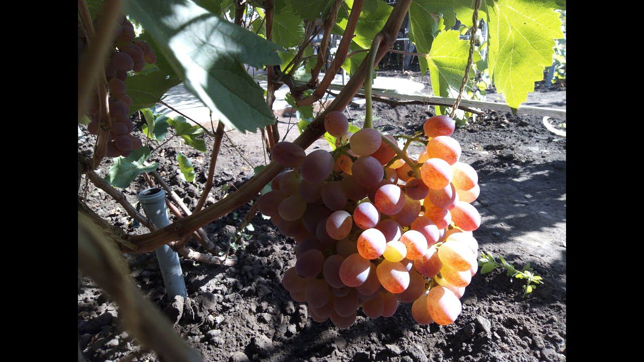 В ожидании нового виноградного сезона. Фильм второй. Приусадебный участок Юрия Матвеева.