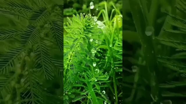 Nature the beautiful