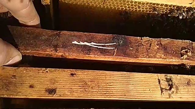 Развитие семьи пчел на трех рамках (пакет).