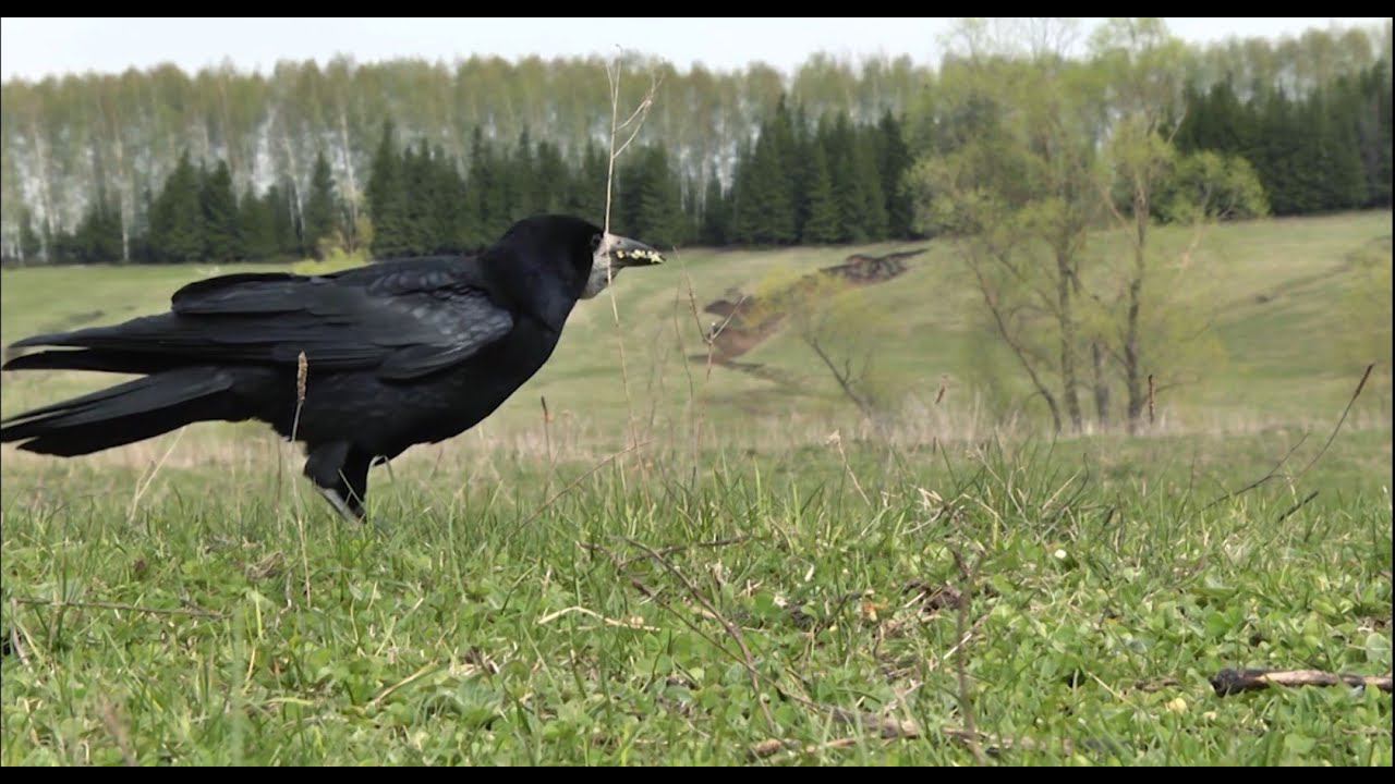 Карга боткасы