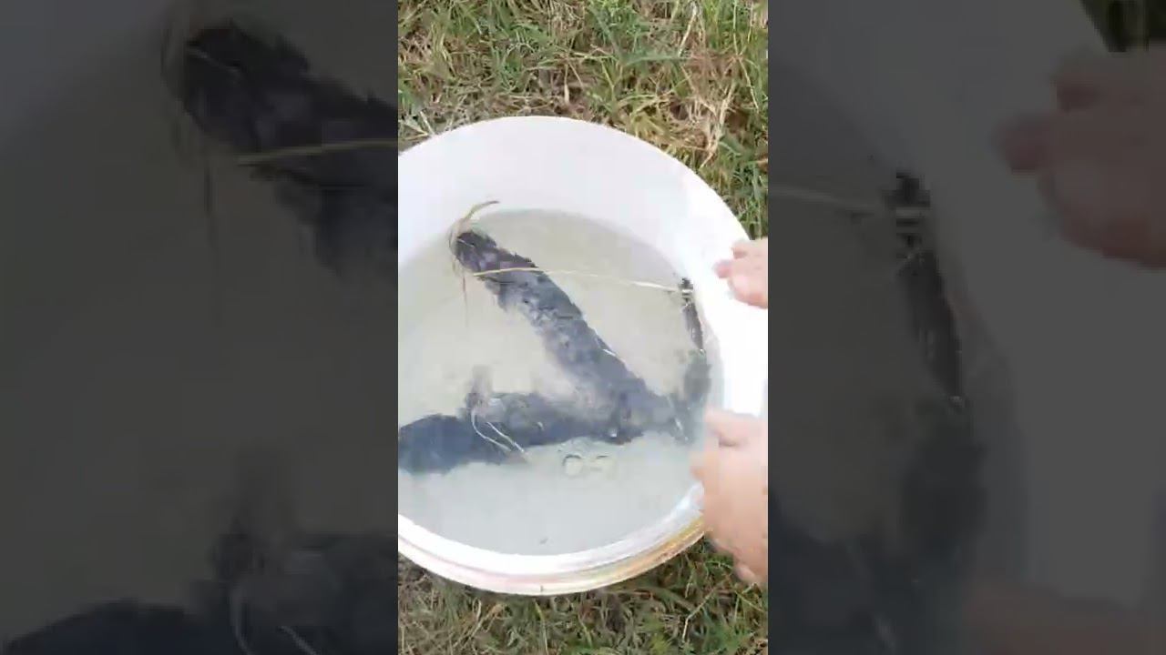 Поймали Двух Сомят Рыбалка в Дагестане