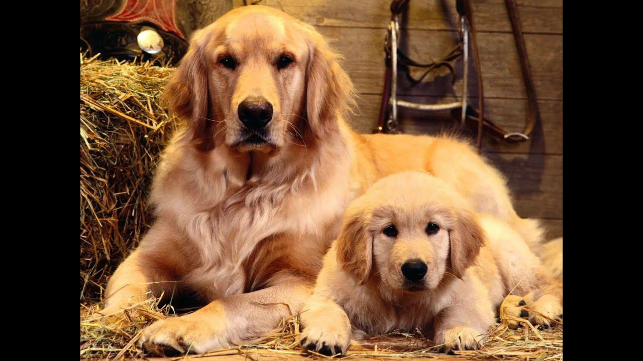 ♋Собака под знаком РАК. Гороскоп для домашних животных.