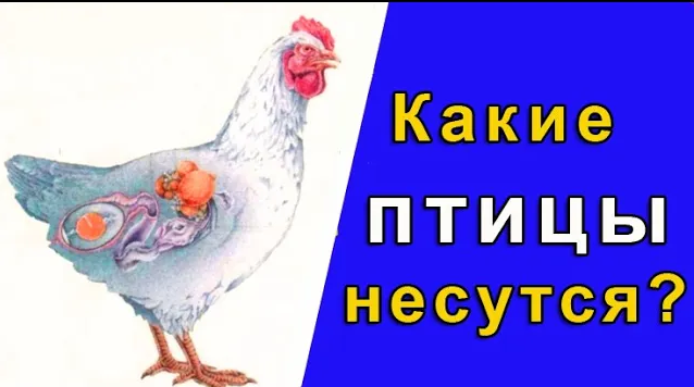 как определить несеться курочка или нет