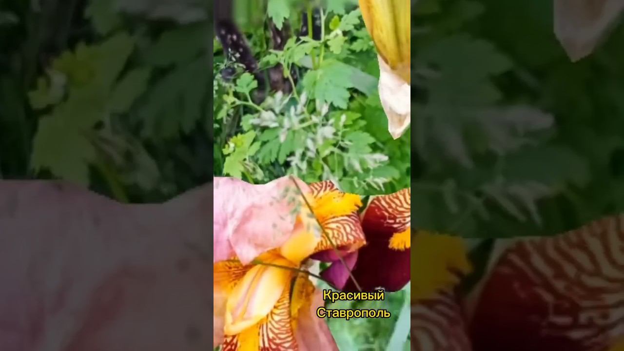 Цветущий город  #ставрополь