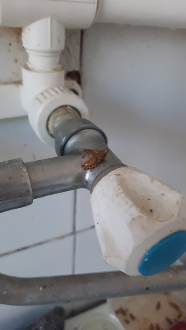 Обработка от тараканов, результат через 10 минут|Подпишись 👍| #обработкаоттараканов #тараканы