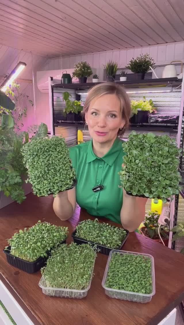 Микрозелень