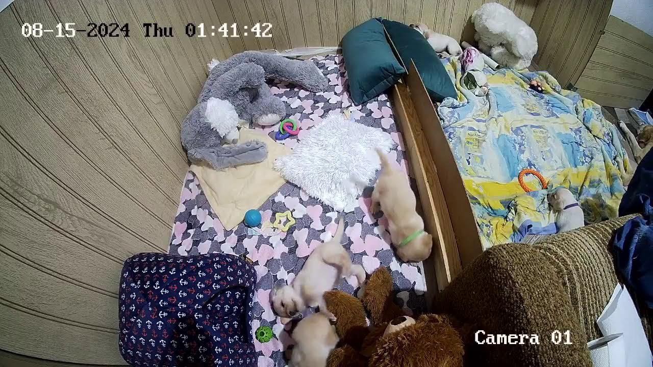 Щенки Лабрадора / ПРОДАЮТСЯ / НОВОСИБИРСК/ SHATSKIKH`S DOGS / 8-962-831-94-91/ Labrador puppies sale