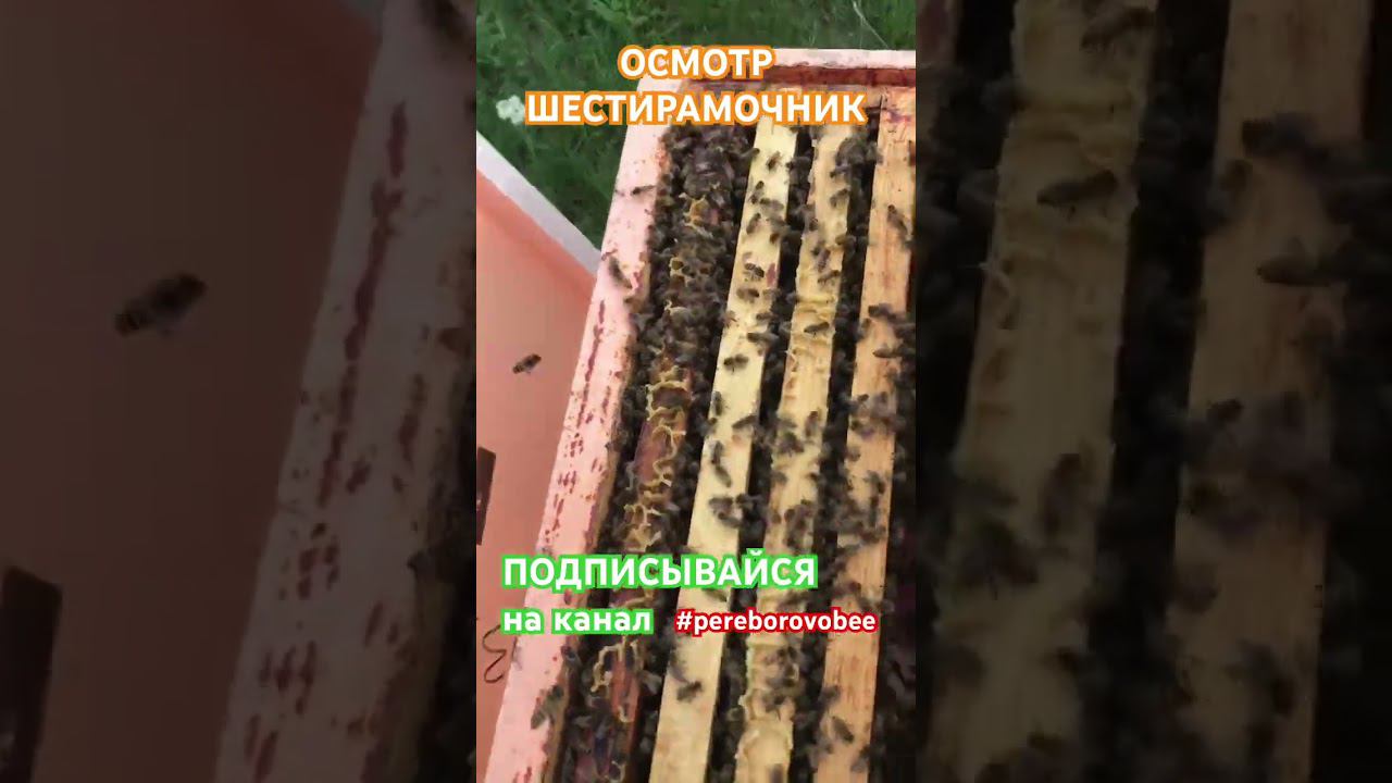 Осмотр шестирамочник! ПАСЕКА! #pereborovobee #пчеловодство #пасека #матковод #nature