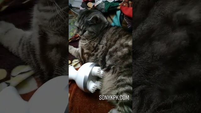 Знакомство кота Артура с массажером