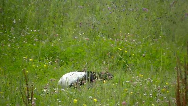 Аист в поле -ред. 2014-