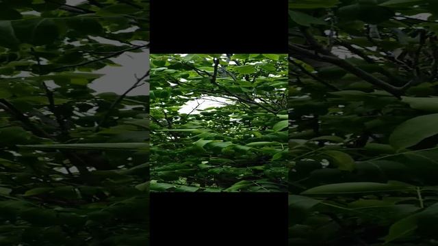 Грецкий орех - дерево