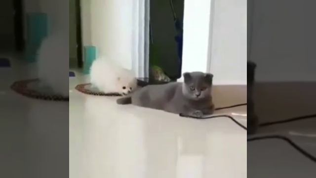 Пёсель напал на котика?