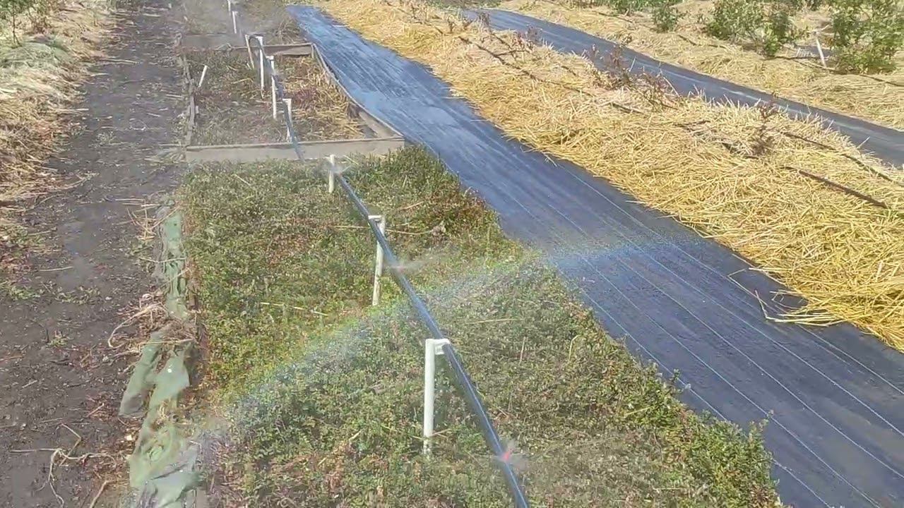 Так организован полив клюквы.