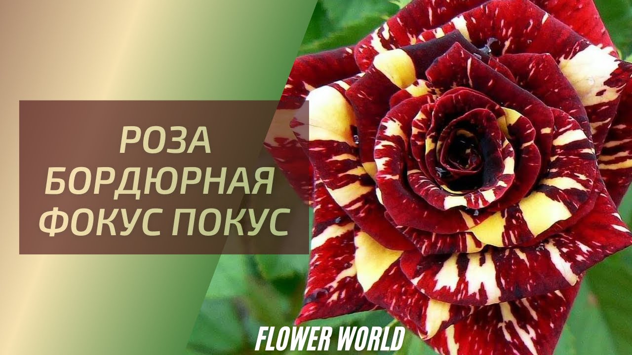 Роза бордюрная Фокус покус (Hocus pocus).😍