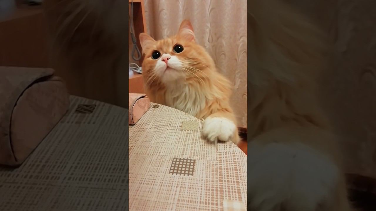 Персик ждет вкусняшку😅