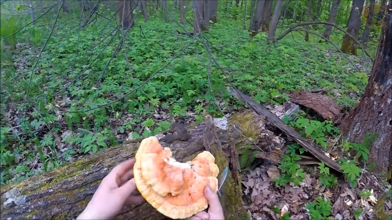 Трутовик серно-желтый - съедобный гриб ТСЖ (Будни охотника и рыбака)