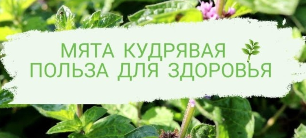 МЯТА КУДРЯВАЯ. ПОЛЬЗА ДЛЯ ЗДОРОВЬЯ.