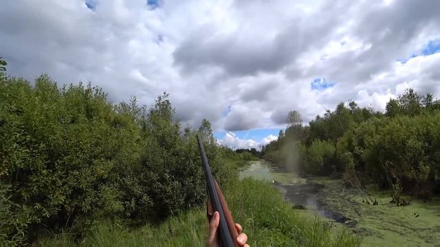 Охота на утку с подхода в августе. Внимание! Утята хлопунцы!