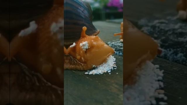 Улитка Монстр