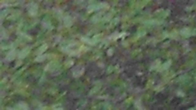 Синица в листве 236954 DSCN4905