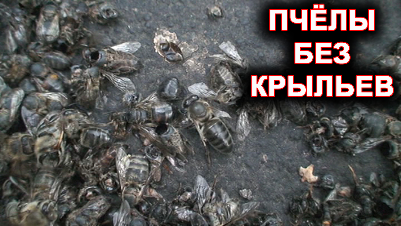 Пчёлы без крыльев.