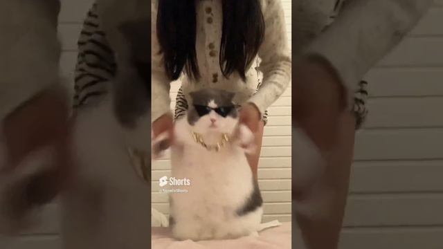 Котёнок 2023, танцы, часть № 5❤️ #shorts