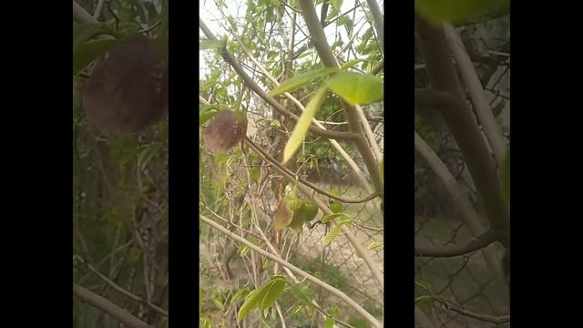 Азимина цветёт, муха прилетает без приманка!! 25 апреля 24г